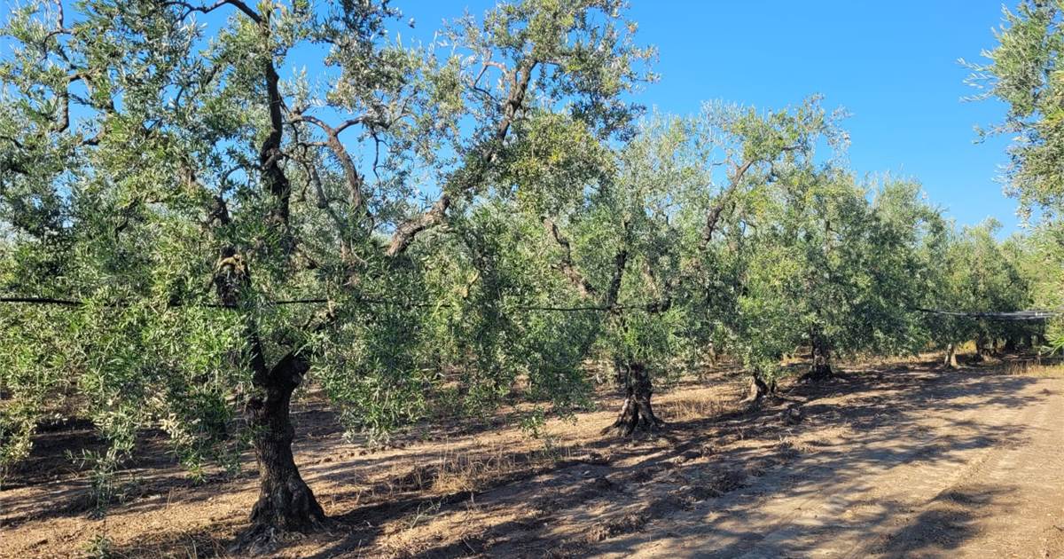 VIGNETO E OLIVETO DI HA 2,10