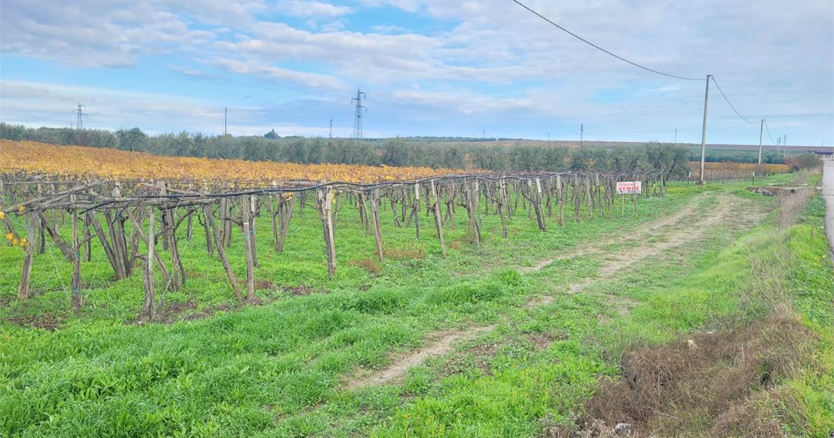VIGNETO FRONTE STRADA IRRIGUO E CON DOPPIO ACCESSO